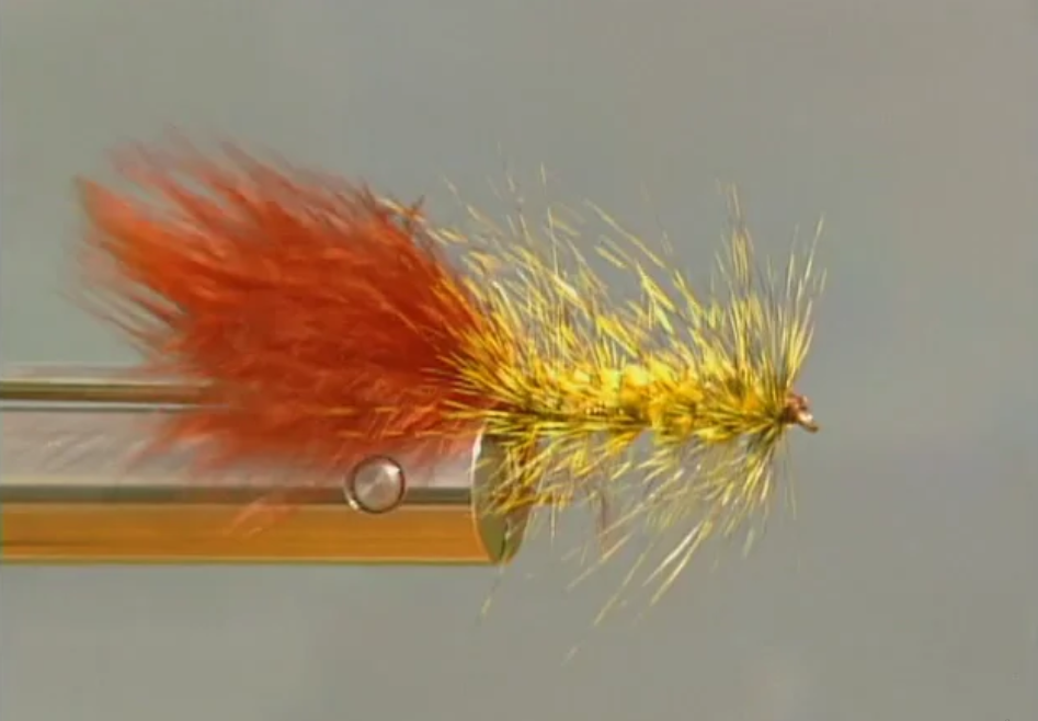 Sport Fishing on the Fly | SFOTF - Home