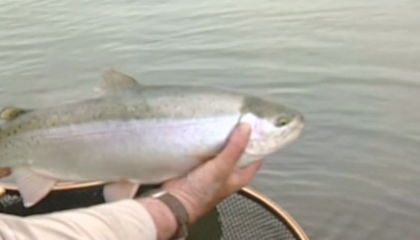 Chironomid Tactics 101 | SFOTF Sport Fishing Tips & Techniques